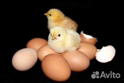 Инкубационное яицо цветного бройлера И Доминант