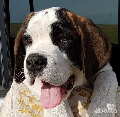 Просто отличные щенки