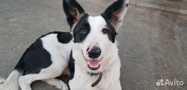 Собака в добрые руки)