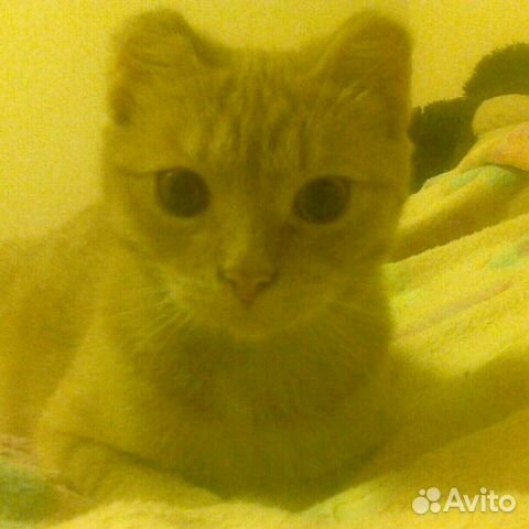 Кошка рыжая хулиганка.Только в добрые руки