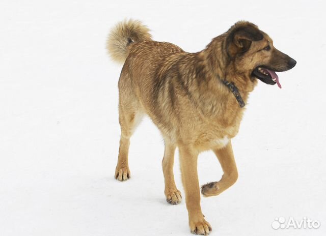 Брэди в добрые руки