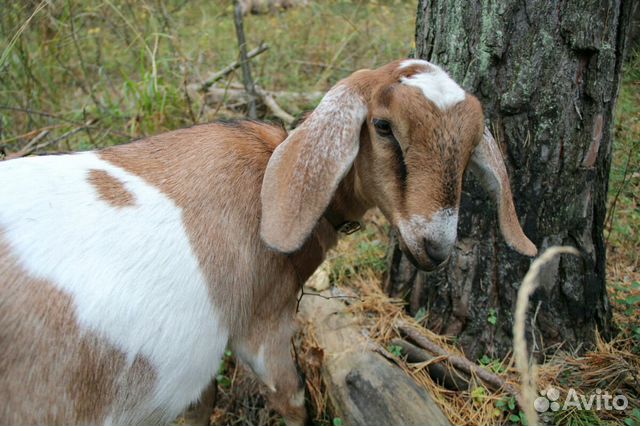 Коза нубийская 71,87