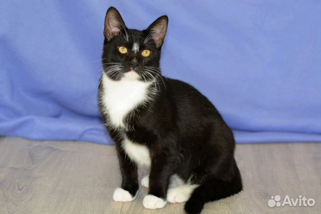Отдам кота