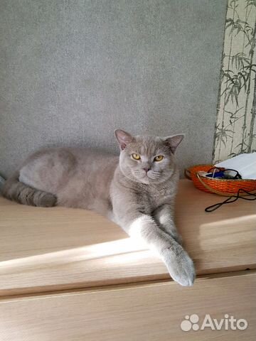 Вязка шотландского кота