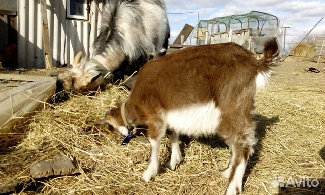 Чехо-альпийский козлик