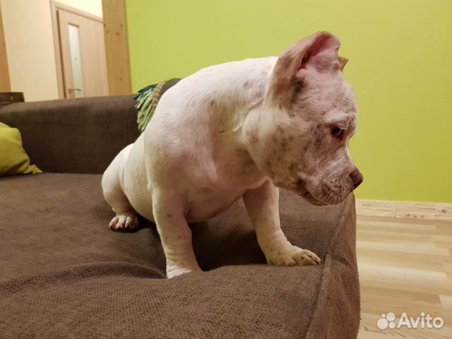 Американский Булли щенок. Девочка 4 месяца