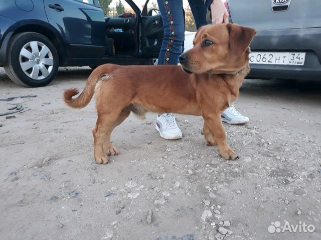 Небольшая собачка