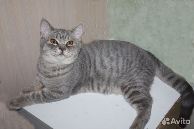 Шотландские полоски на подростке котике 4.5 мес