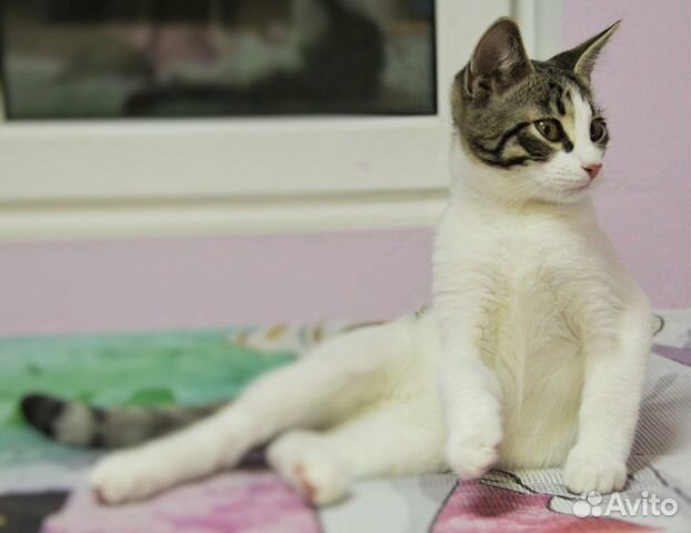 Котенок метис ангорской и егейской кошки