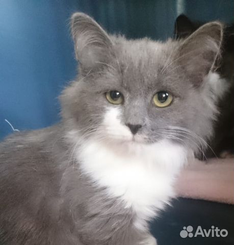Очаровательный котёнок-девочка, 5 месяцев