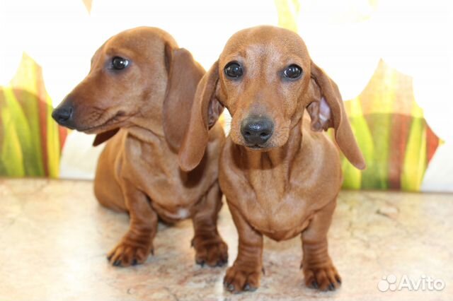 Породные щенки таксы мини г/ш РКФ