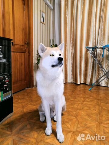 Кабель на вязку. Акита-Ину. РКФ. д.р. 15.04.2017 г