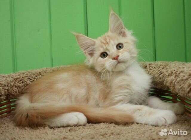 Котик мейн кун Халк