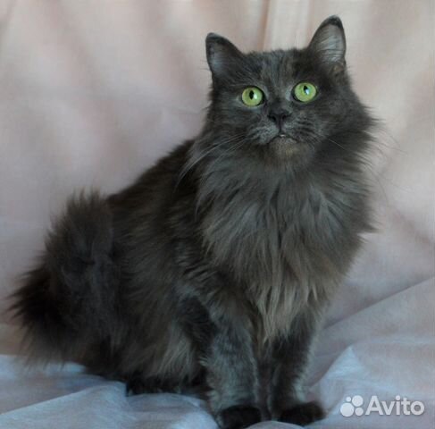 Одри, 5 лет, ищет дом