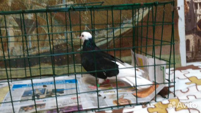 Голуби пойманые