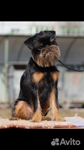 Бельгийский гриффон вязка