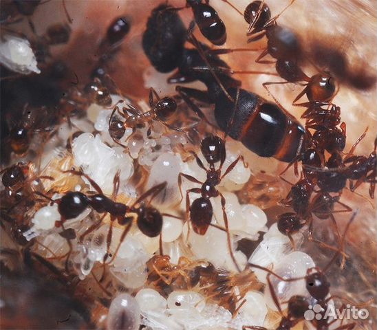 Муравьи Pheidole yeensis