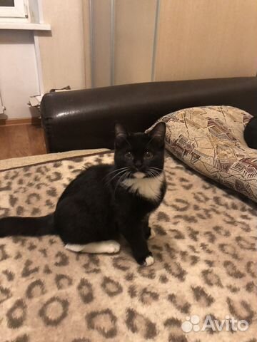 Отдадим кошечку в добрые руки