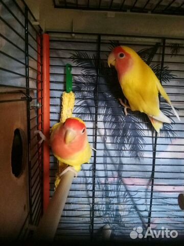 Пара неразлучников