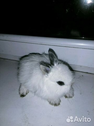 Крольчонок декоративный