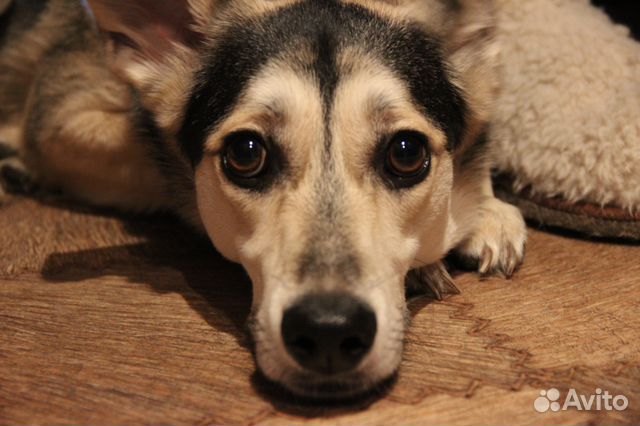 Дружелюбная девчушка ищет любящие руки