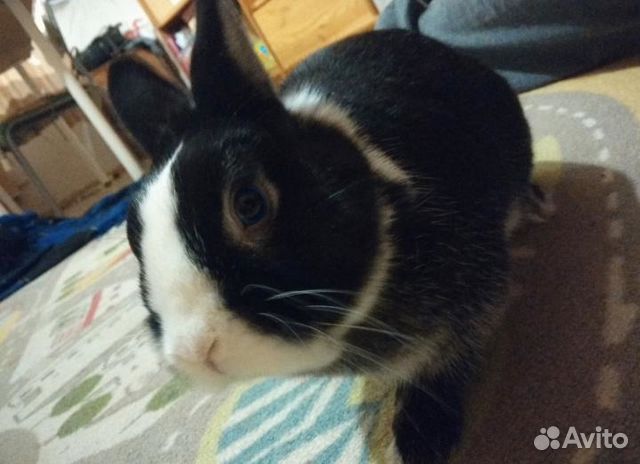 Кролик для вязки самец