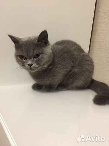 Две ласковые кошечки