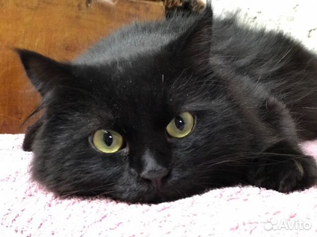 Кот Демьен в хорошие руки