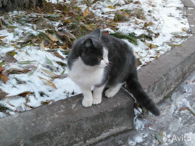 Милая кошечка ищет хозяев