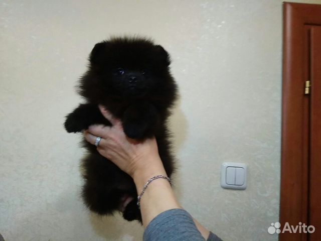 Шпиц крепышок