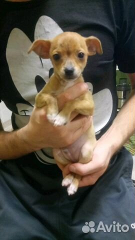 Щенок чихуахуа