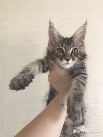 Мейн-кун котик