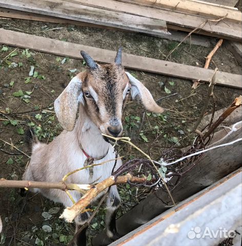 Нубийско-зааненские козы