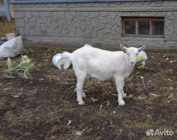 Продаю козочку молочной породы