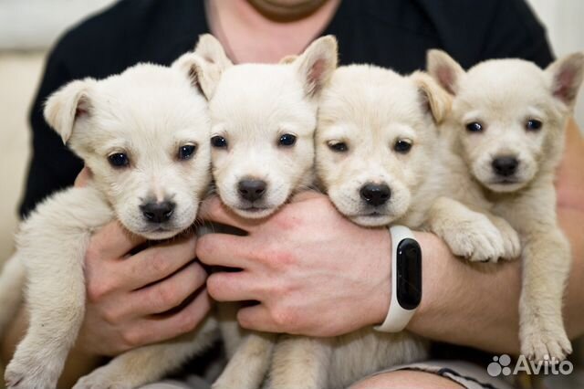 Белые малыши