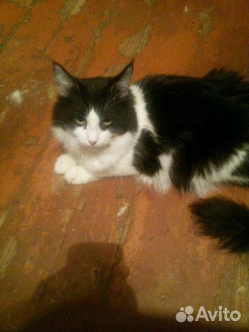 Молодой котик, возраст 1 год. Порода неизвестна