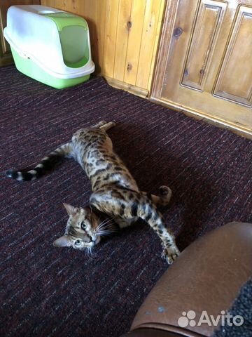 Бенгальская