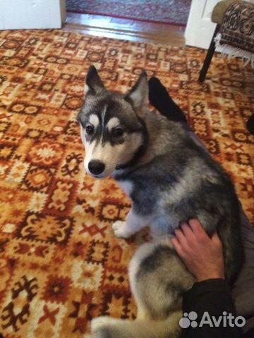 Продается девочка сибирской хаски