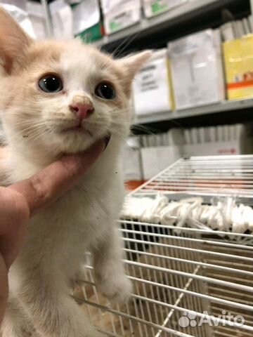 Котенок в добрые руки