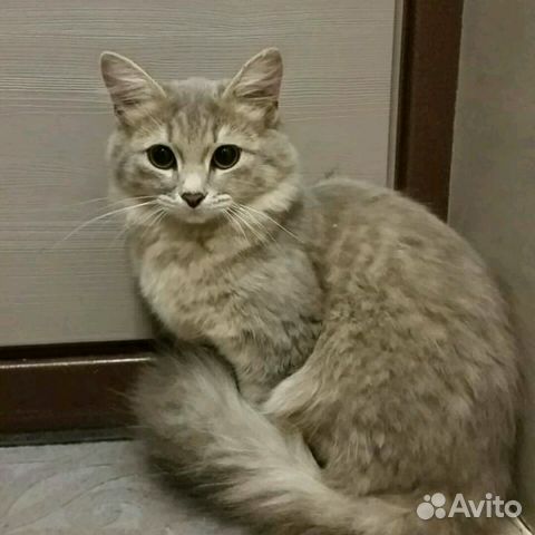 Кошка Маргоша