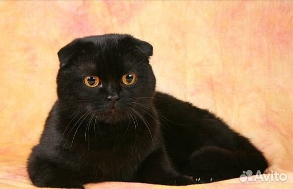 Шотл. Вислоухий