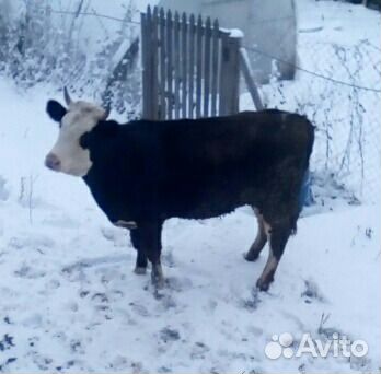 Продам телушку стельную(корову)