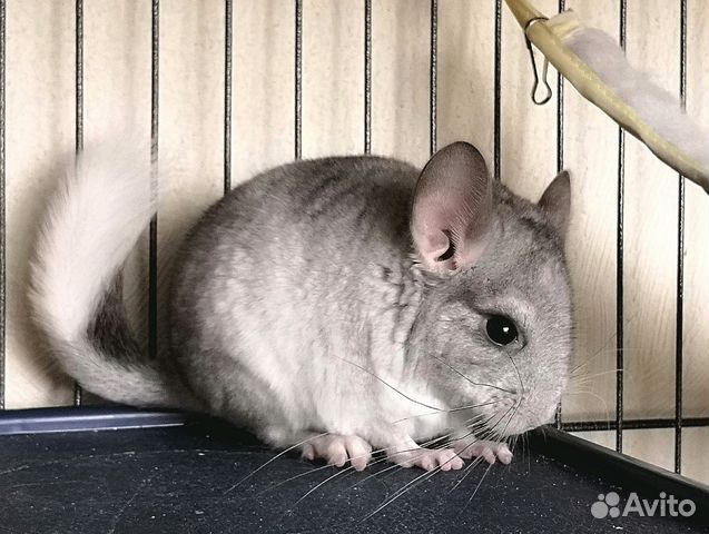 Шиншилла мальчик серебристая мозаика