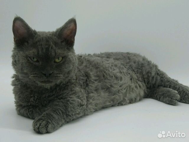 Эксклюзивный котёнок