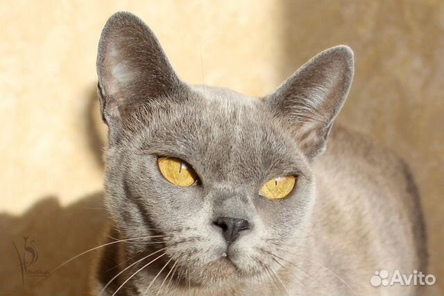 Европейская бурма кошка голубого окраса