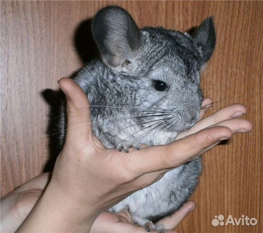 Отдам шиншилу в добрые руки