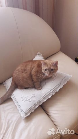 Кошка Изольда