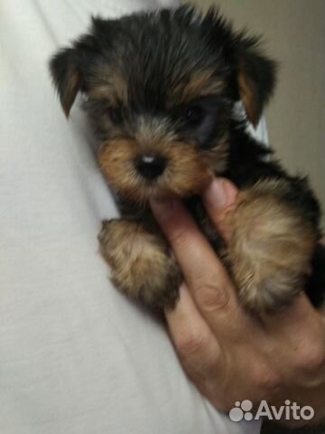 Мальчик и девочка йорки