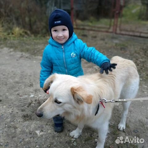 Собака метис ретривер лабрадор