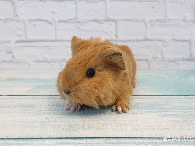 Морская свинка самец длинношерстный Шелти